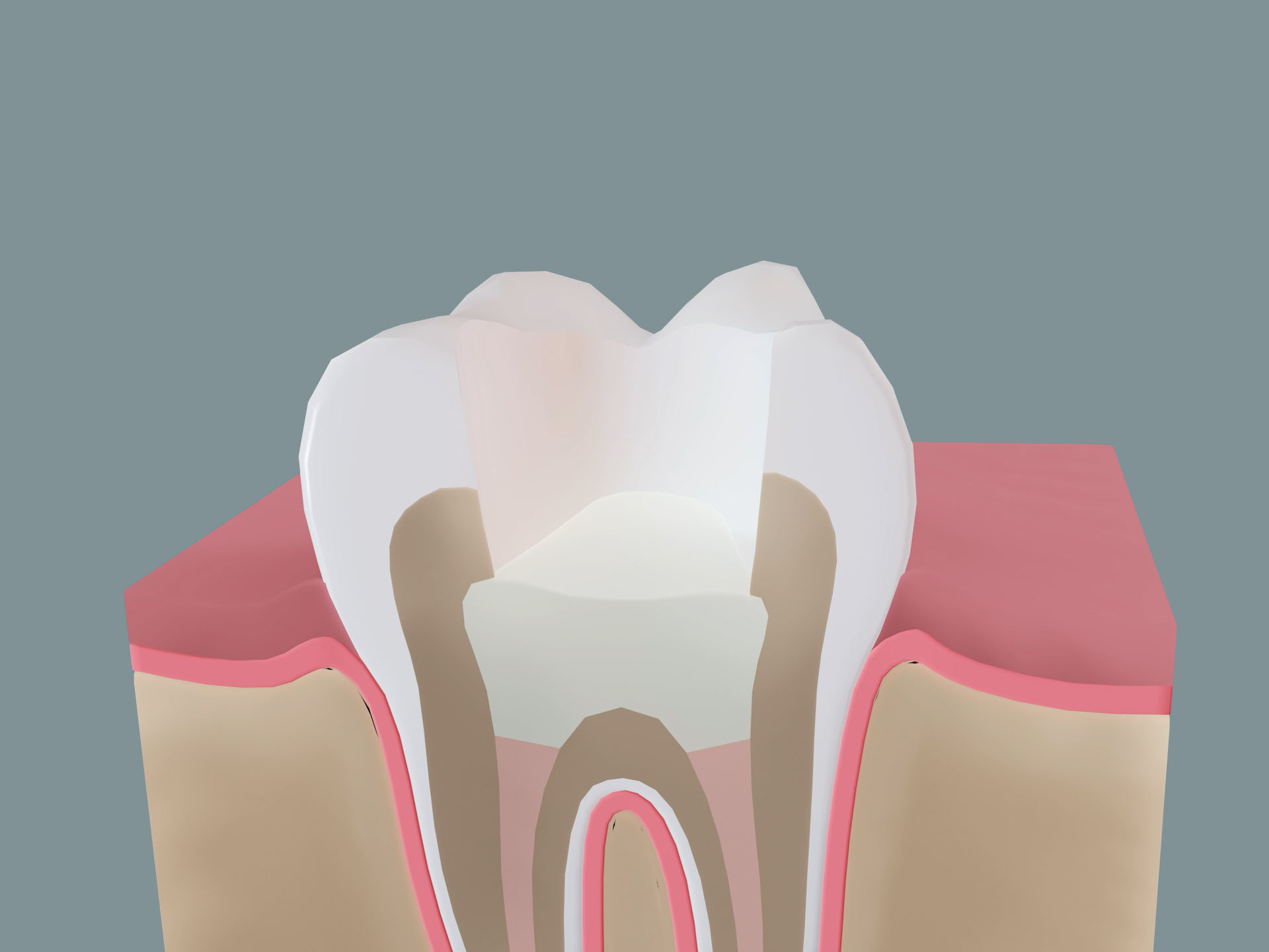 No Need to Fear: Root Canal Therapy Explained - White Rock Dental Group